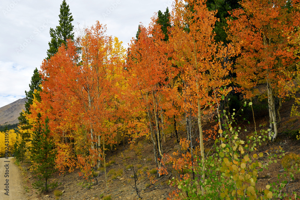 Fall colors, aspen, Breckenridge, Boreas Pass Road, Kenosha Pass, Como ...