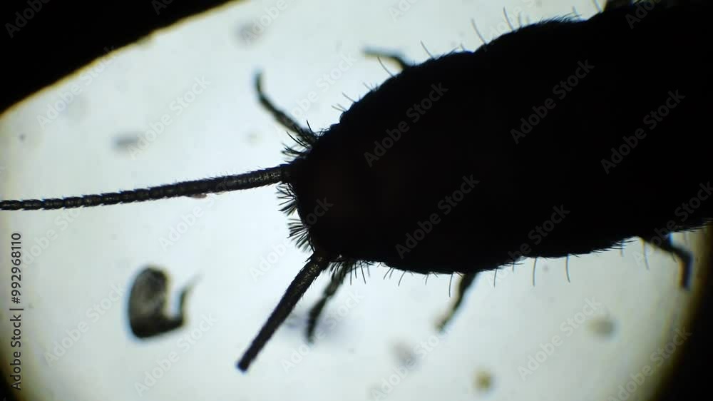 Under the microscope, a silverfish insect is magnified in slow motion ...