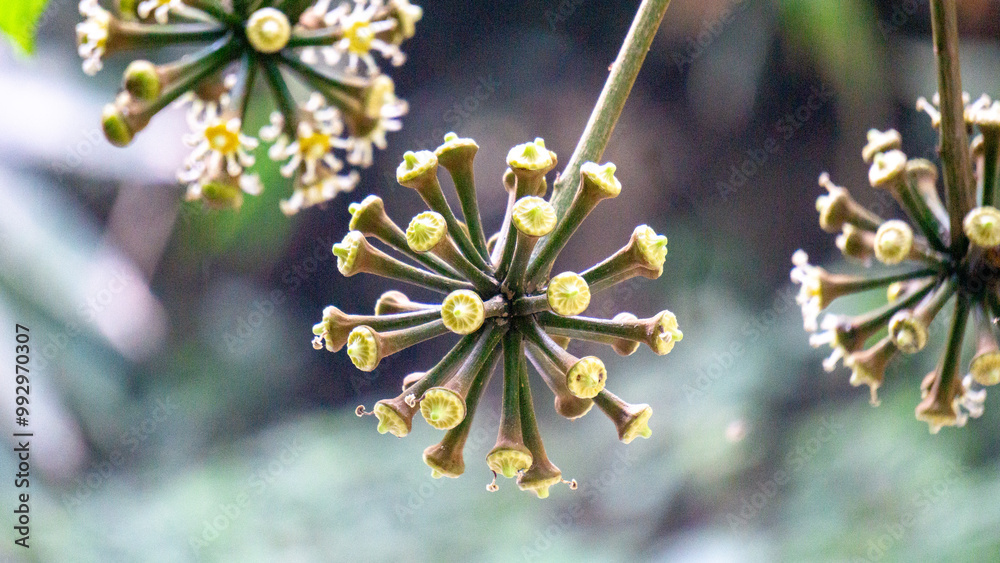 Trevesia sundaica flower. Trevesia is a genus of flowering plants in ...