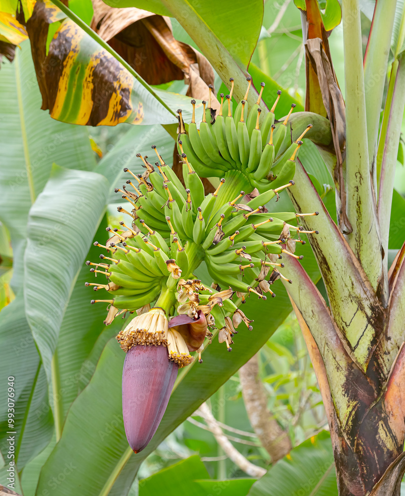 Small, unripe bananas on a tree in Vietnam. Closed up banana blossom in ...