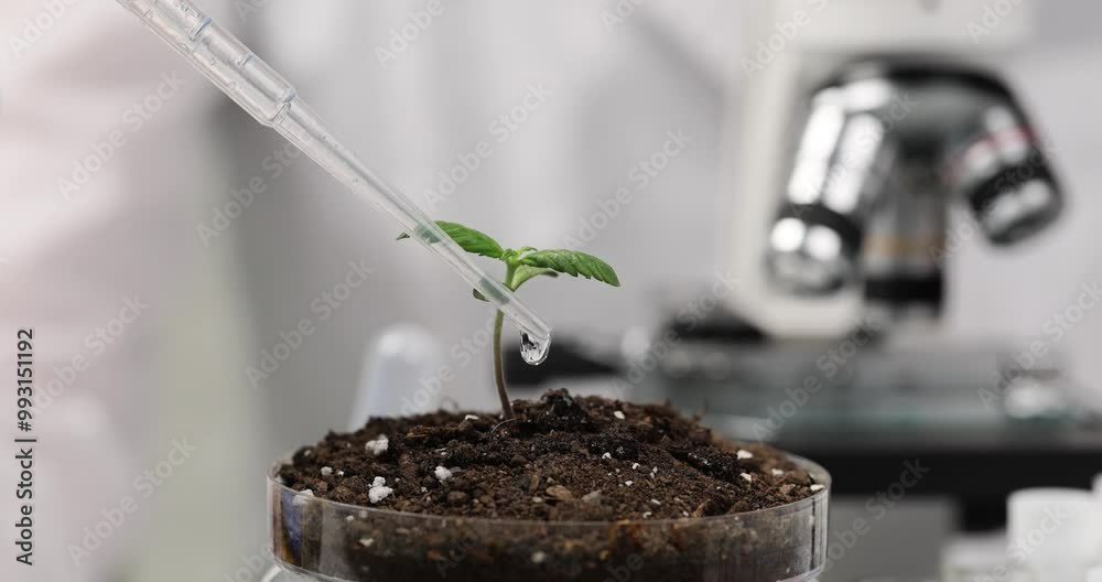 Scientist drips water from pipette onto growing plant sprout in ...