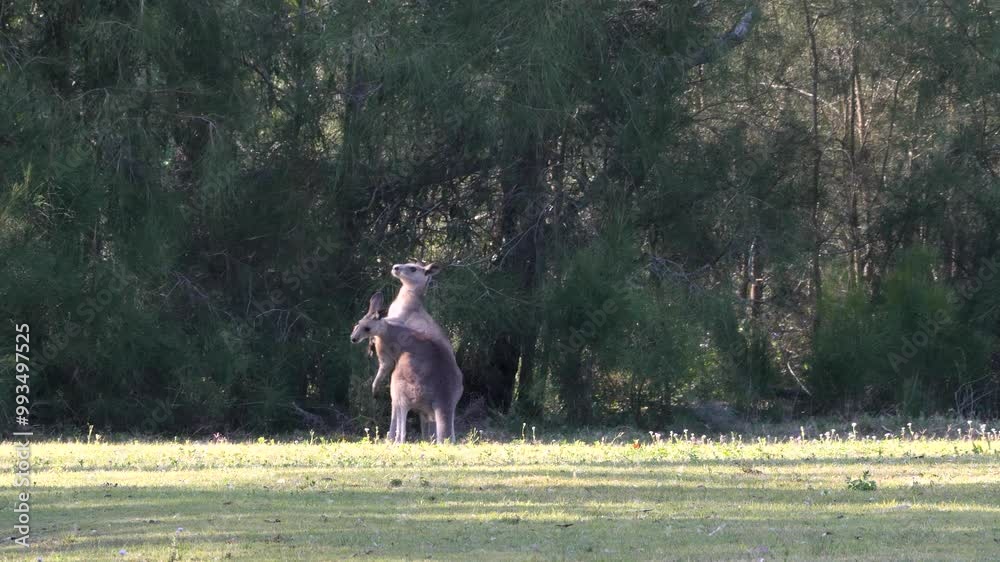 Australian Kangaroos boxing using their clawed hands and feet in a ...