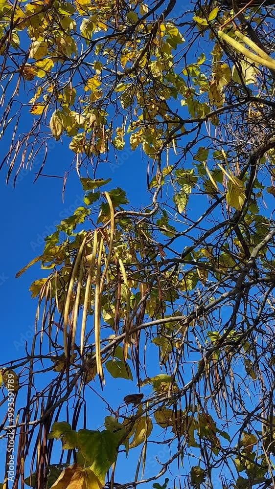 Beautiful autumnal tree against blue sky. Colorful leafage and long ...