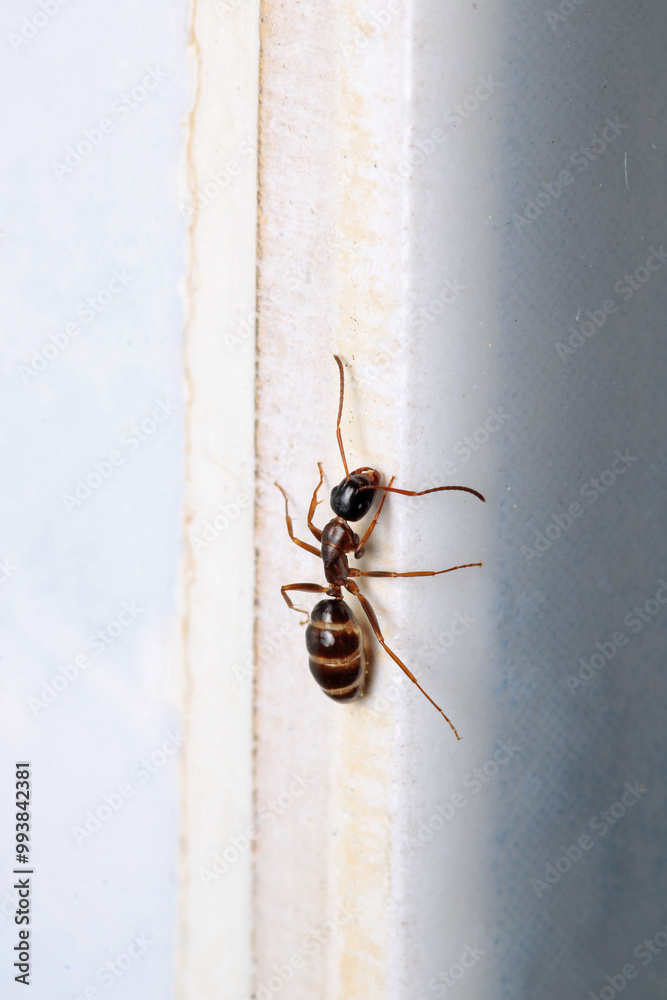 formica fusca ant insect macro photo Stock Photo | Adobe Stock