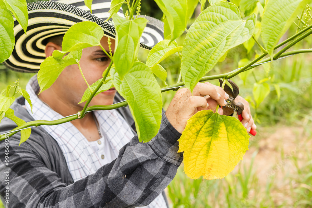 Colombian farmer prunes trellises in a Sacha Inchi crop field Stock ...