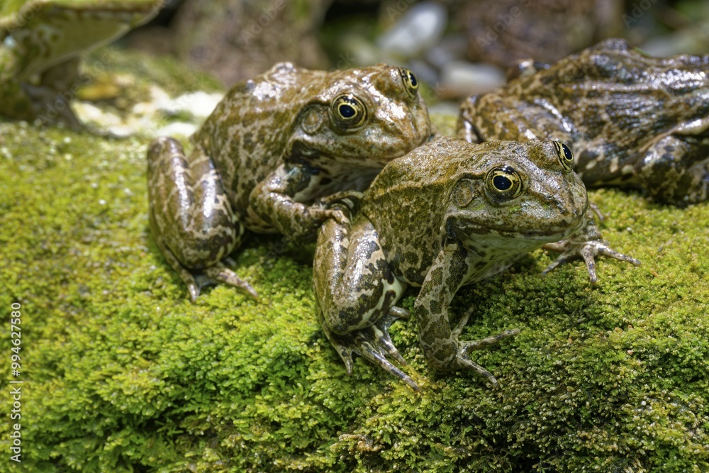 Sea frog (Pelophylax ridibundus), order of frogs in the family of true ...
