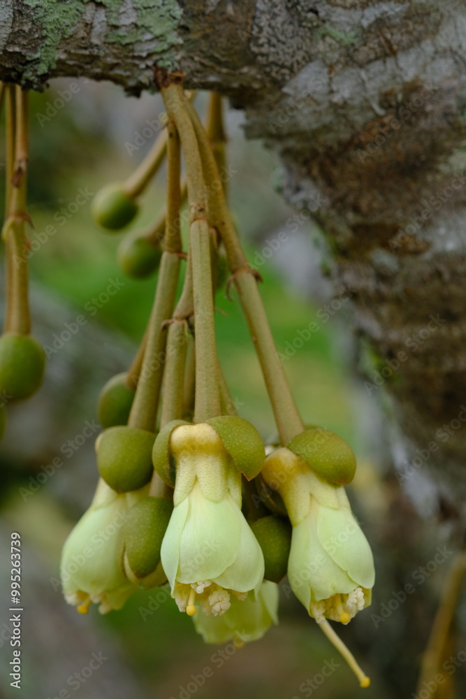 Durian flowers blooming on tree branches. Durian is the edible fruit of ...