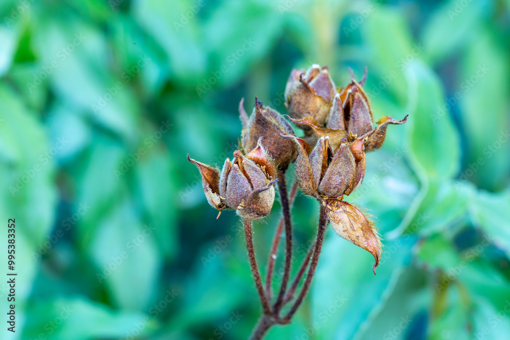 Cistus laurifolius. Detail of the fruits with seeds of Rockrose, Black ...