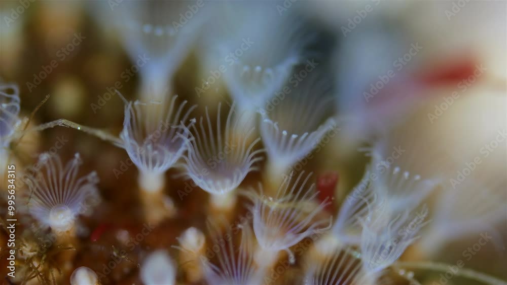 Colony of Bryozoa Flustrellidra hispida under a microscope, family ...
