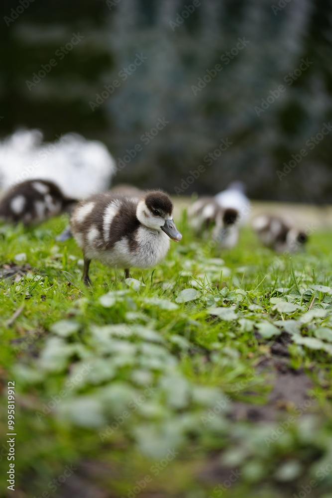 Beautiful goose goslings ducklings of an Egyptian goose on a green ...