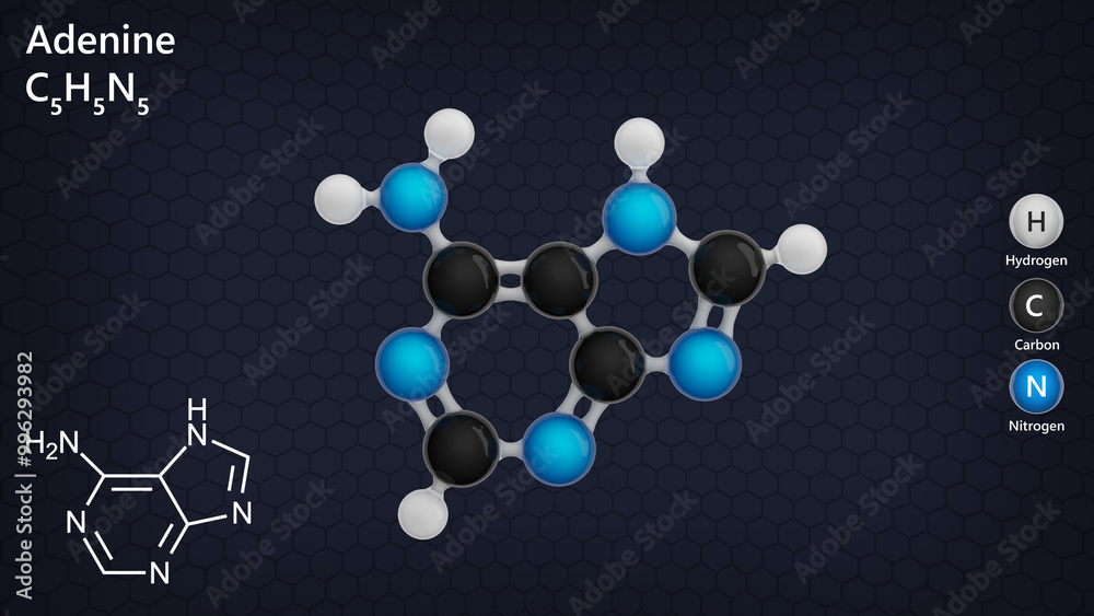 Chemical structure and 3D model of Adenine molecule C5H5N5. Adenine ...