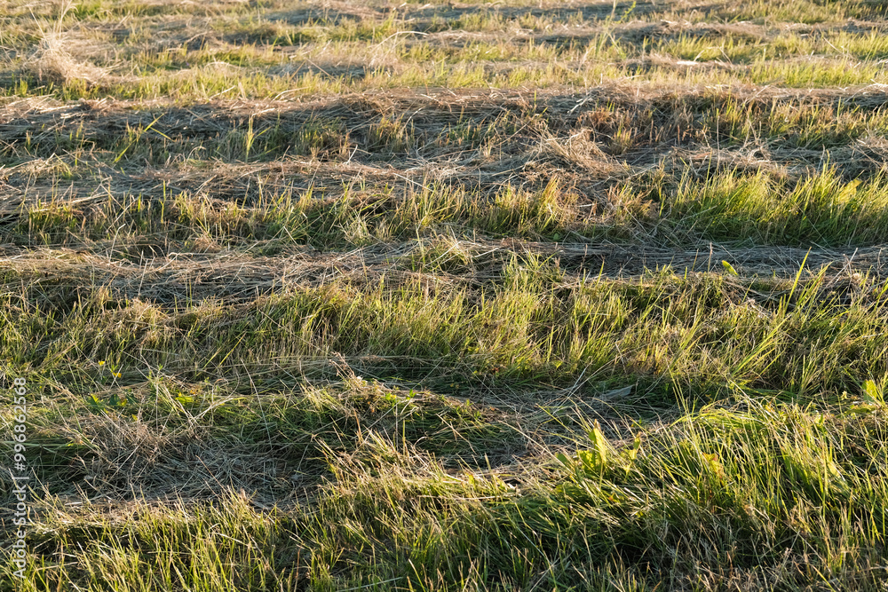 Beautiful background texture from a mix of dry straw, hay and green ...