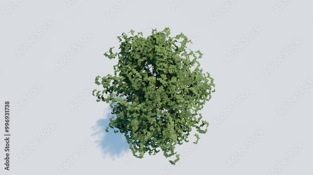 tree top view plant landscape architecture nature garden aerial render ...
