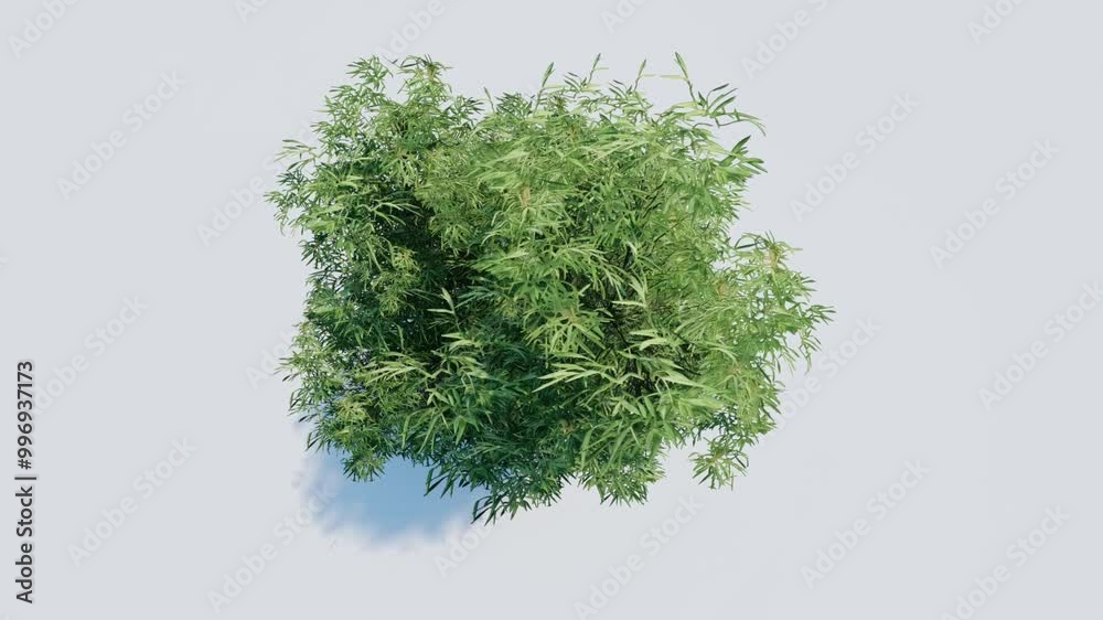 tree top view plant landscape architecture nature garden aerial render ...