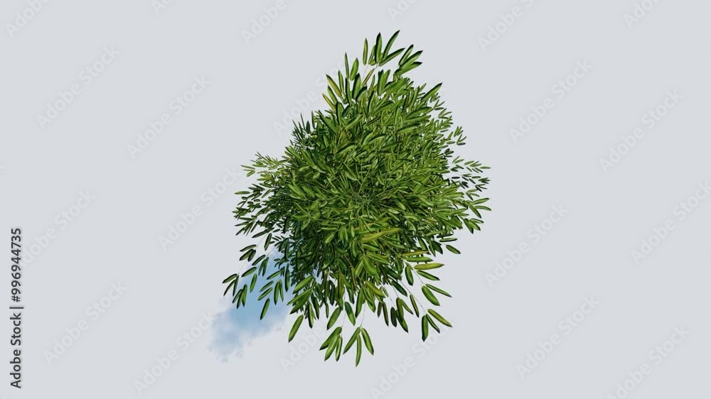 tree top view plant landscape architecture nature garden aerial render ...