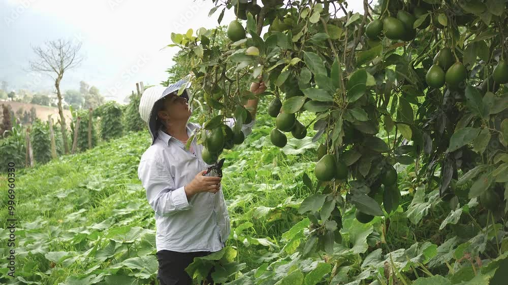 Woman working on the avocado harvest. The scene reflects her dedication ...