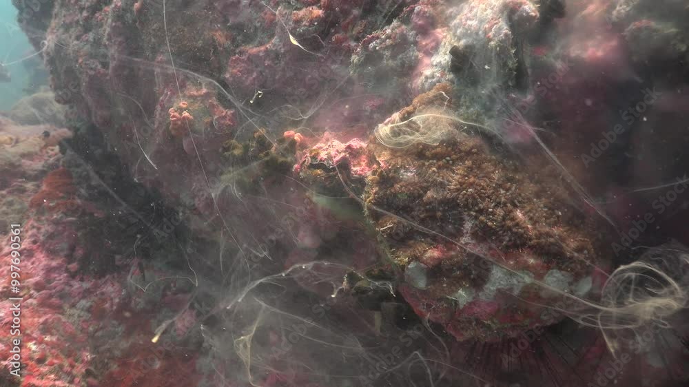 Giant clam (Tridacna gigas) spawning, showing the release of eggs and ...