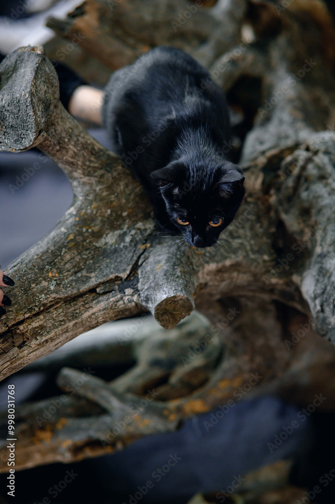 black cat Halloween in background and scary creepy eyes, creepy holiday ...