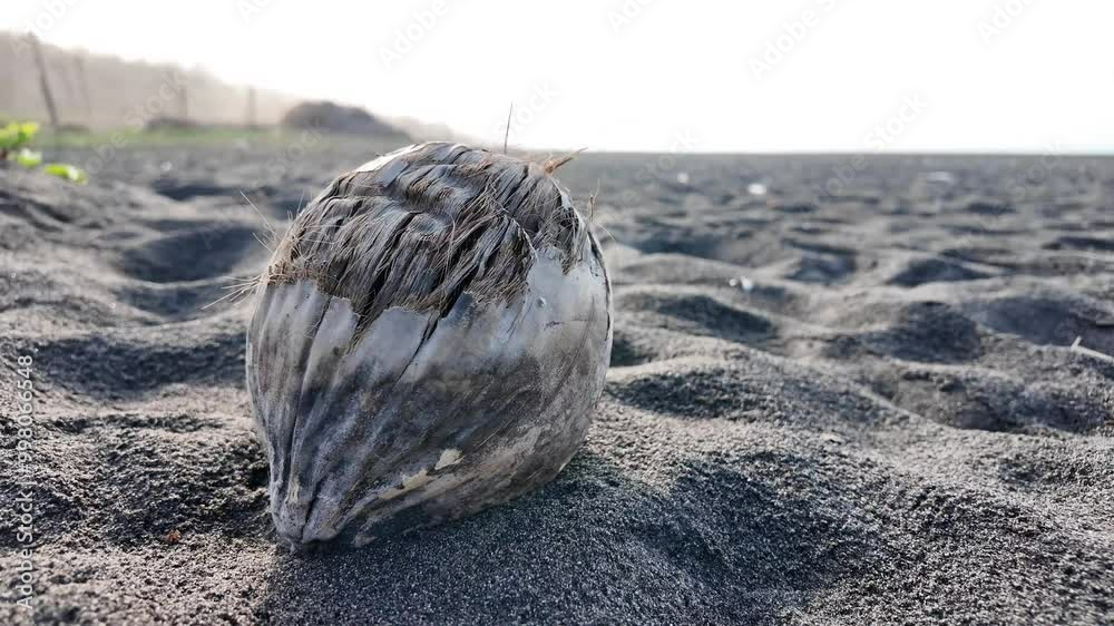 4k Close up video footage of Rotten dried coconut fruit laid on the ...