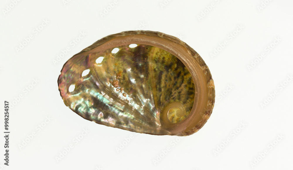 Haliotis varia, common name the variable abalone or the common ear ...
