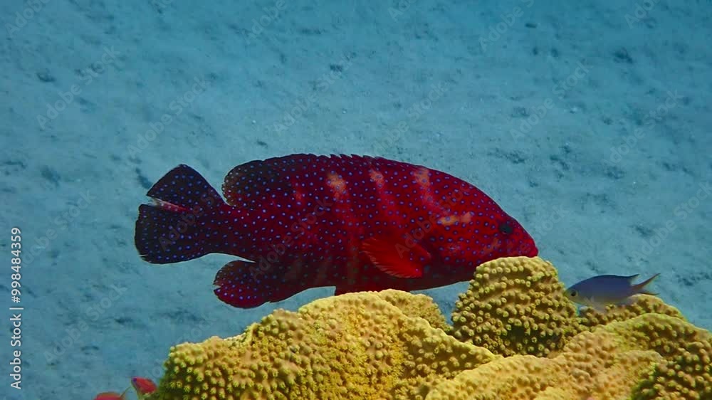 Red coral grouper or sea bass, scientific name is Cephalopholis miniata ...