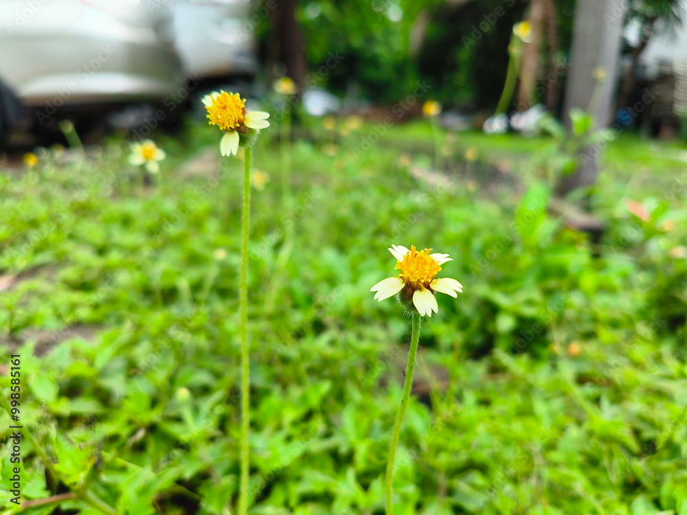 Blurred image of Tridax Daisy in bloom. Coat buttons is an herbaceous ...