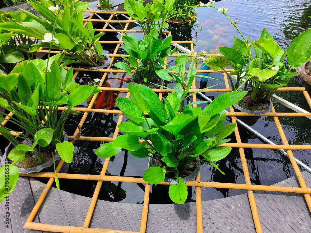 Burhea Creeping Burhead is grown in pot. Potted Echinodorus cordifolius ...