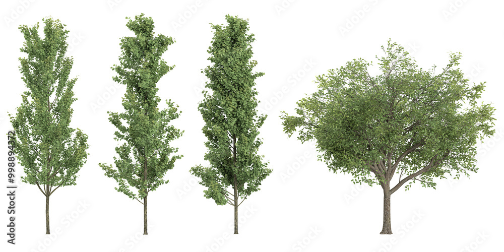 collection of Chinese aspen,Salix fragilis trees beautiful isolated on ...