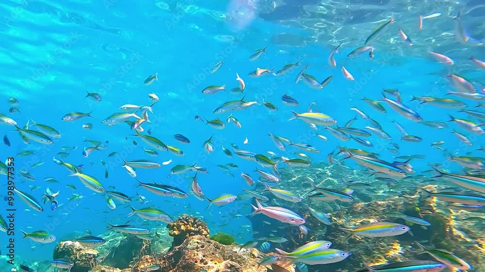 Multi-colored fish swim in the red sea near a coral reef. Diverse ...