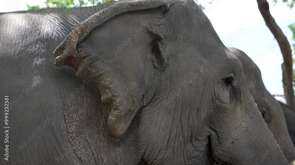 Close-up of an elephant flapping its ears to cool down and regulate ...