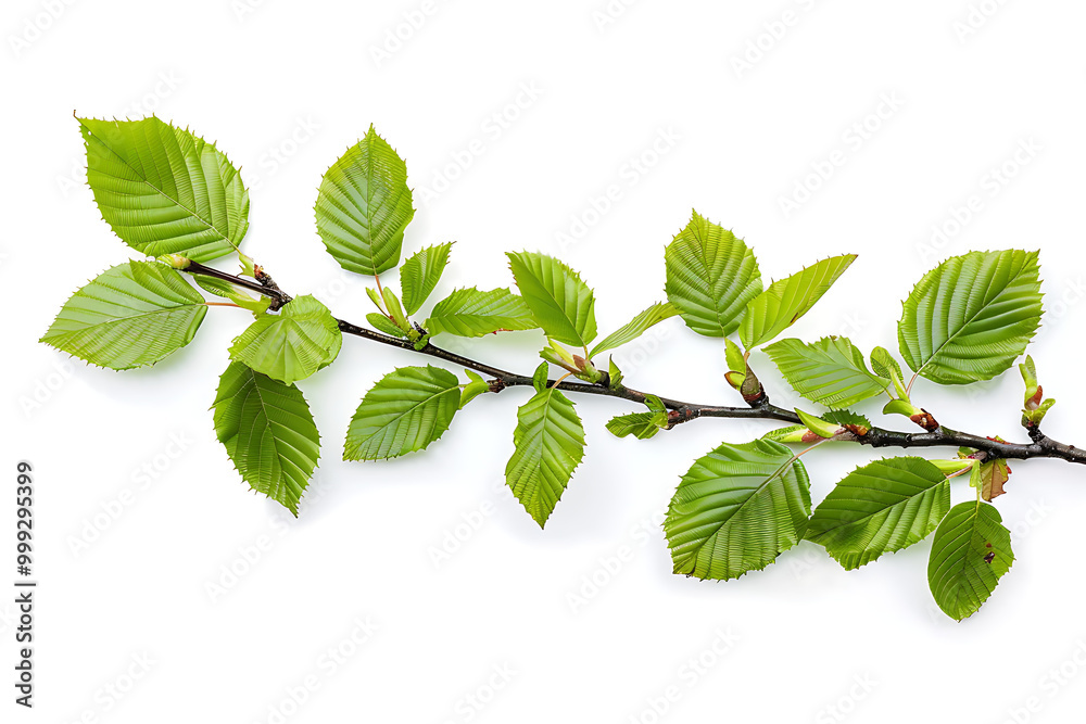 Fresh Green Leaves, A Tempting Vision of Cool and Crisp Greens on a ...