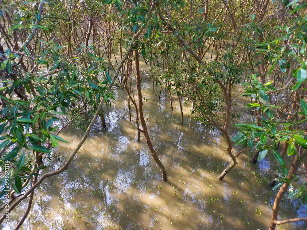 26 January, 2024. Moheskhali, Coksbazar. This is the Simul tree, the ...