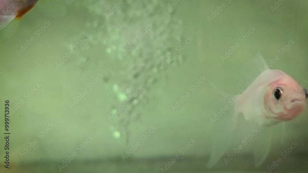 Carassius auratus auratus or a common gold fish white, red and orange ...