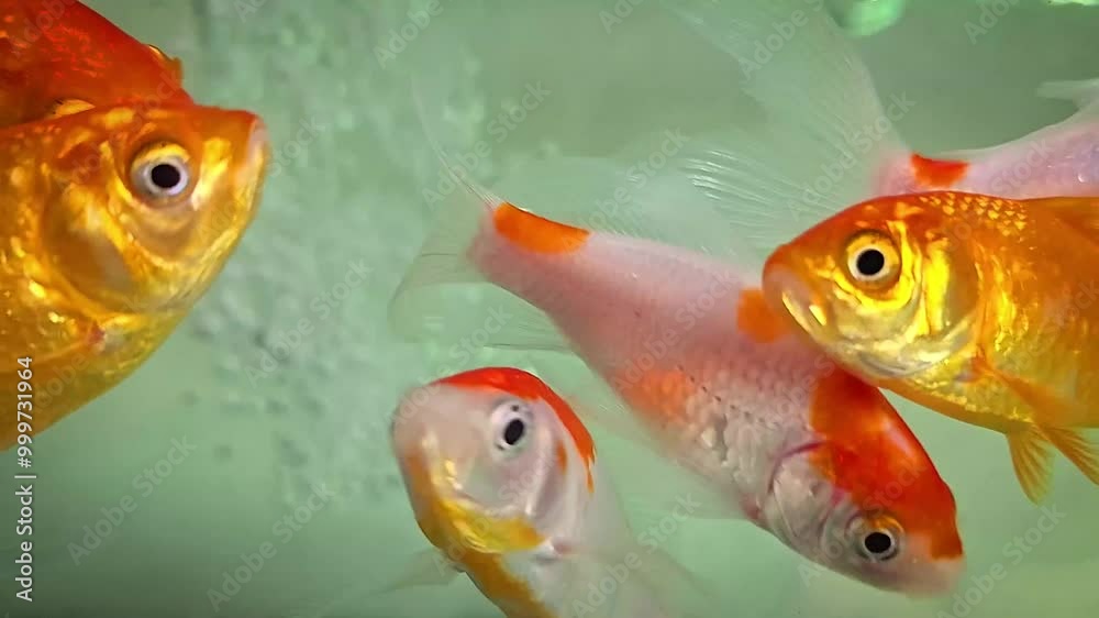 Carassius auratus auratus or a common gold fish white, red and orange ...