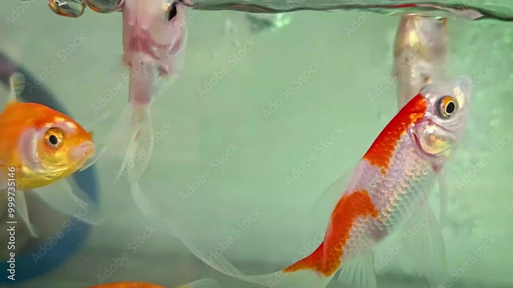 Carassius auratus auratus or a common gold fish white, red and orange ...