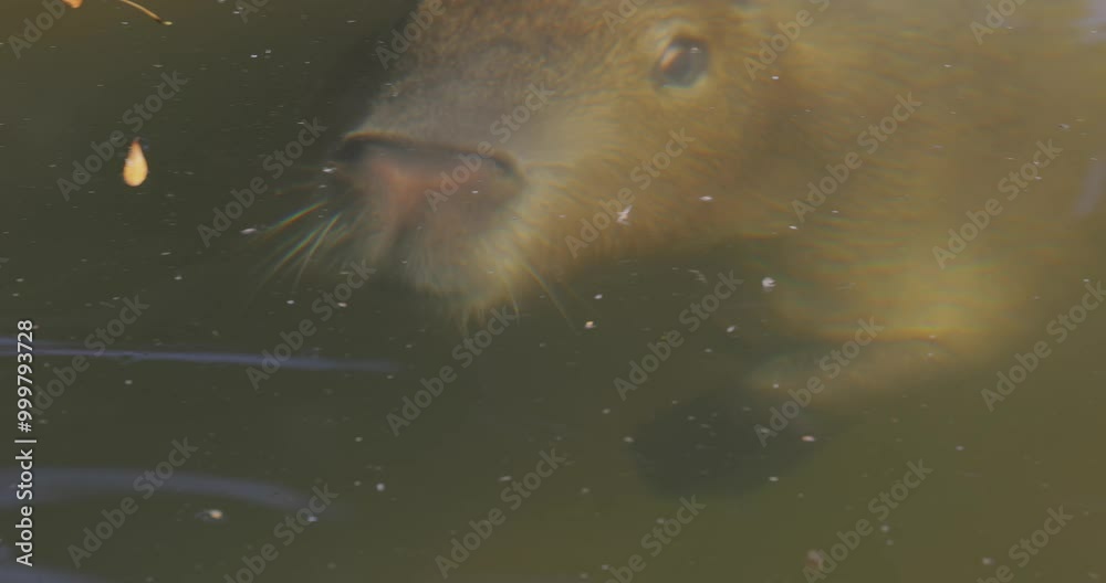 Capybara or greater capybara (Hydrochoerus hydrochaeris) is a giant ...