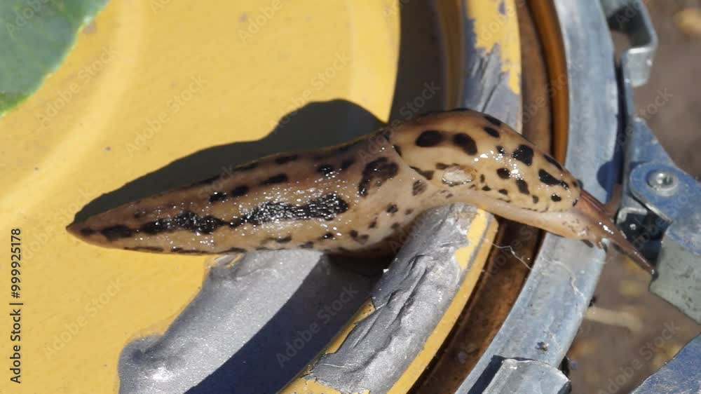 A great slug (Latin Limax maximus) crawls on garden equipment. The ...
