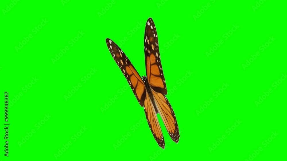 2d animated character of Beautiful spotted orange butterfly flapping ...
