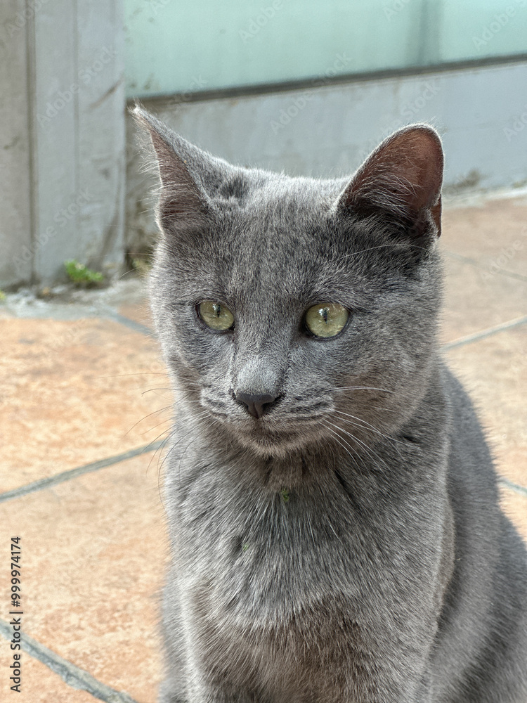 Shorthair grey cat with intense, focused eyes sits calmly on a tiled ...