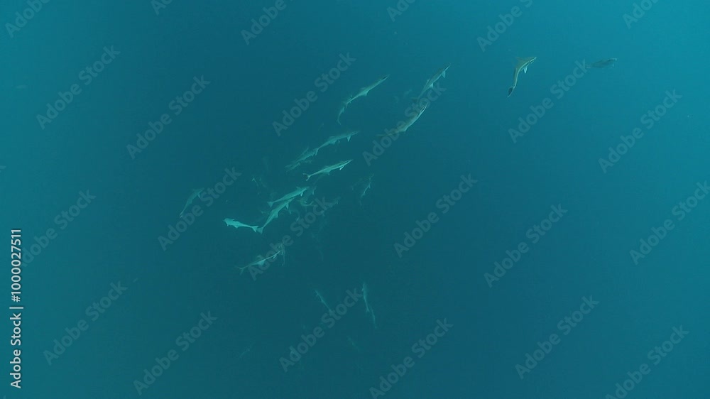 A school of remoras swims frenetically after feeding, in the blue ...