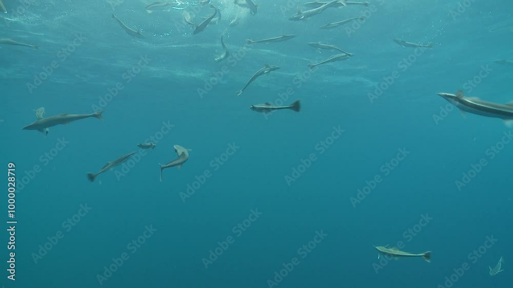 A school of remoras swims frenetically after feeding, in the blue ...