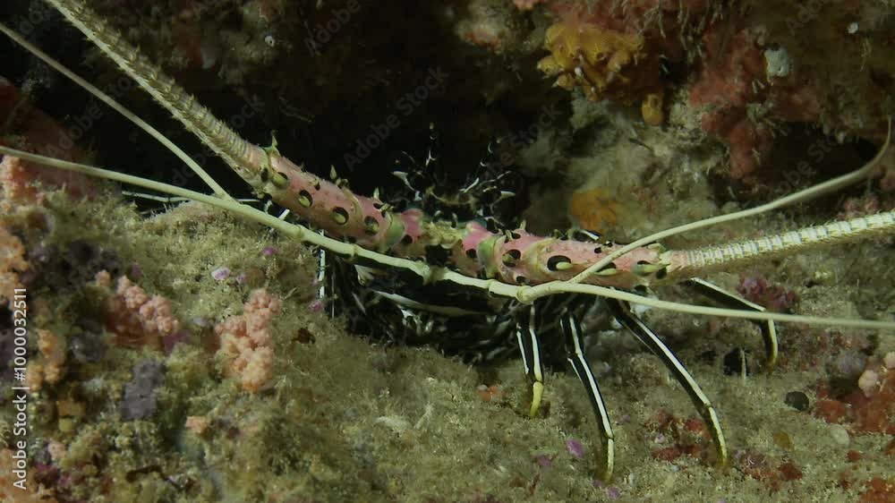 A lobster facing the camera, its impressive antennae and legs are ...