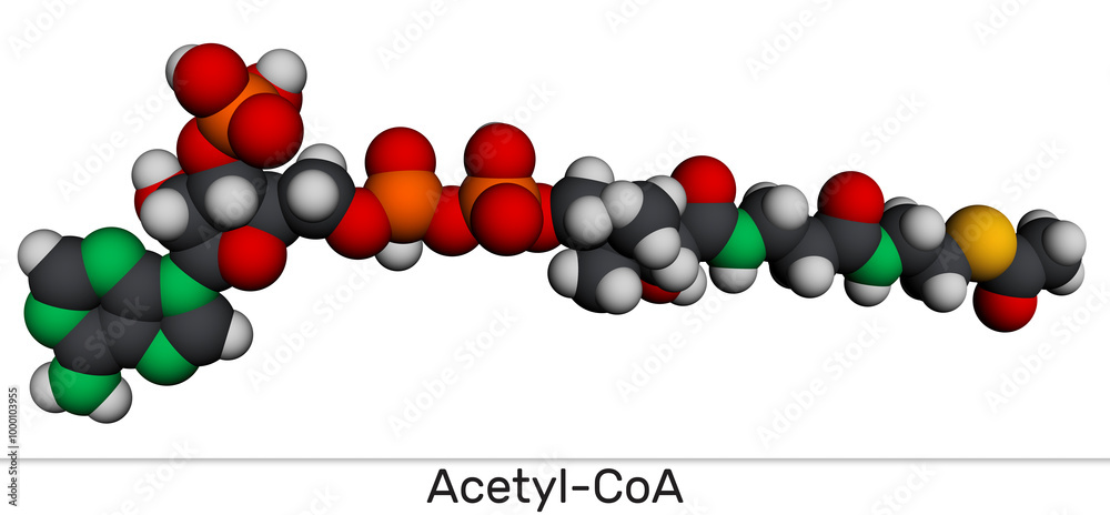 Acetyl-CoA, acetyl coenzyme A molecule. Key coenzyme in fatty acid ...