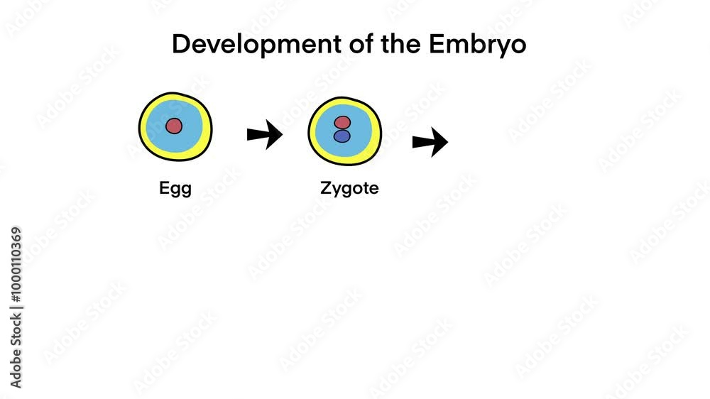 embryo development stages, starting from egg, progressing through ...
