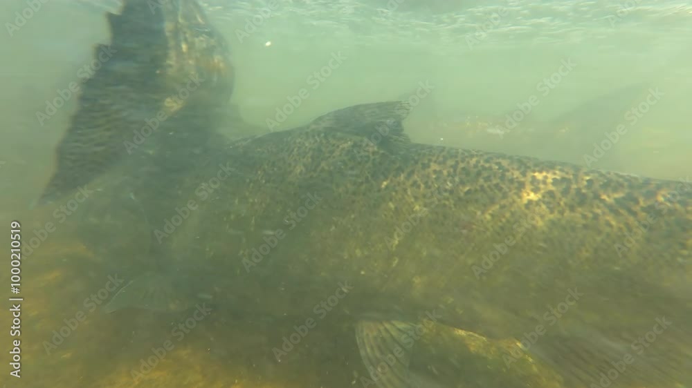 Salmon swimming upstream in strong river current underwater. Salmon run ...