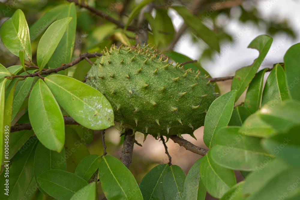 Soursop fruit (Annona muricata) broad-leaved tree, flowering, Soursop ...