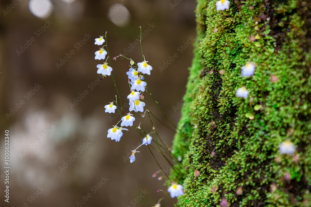 The beauty of nature is hidden in the forest, with many small purple ...