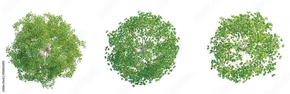 Neolamarckia cadamba 1 tree plan top view cutout isolate Stock ...