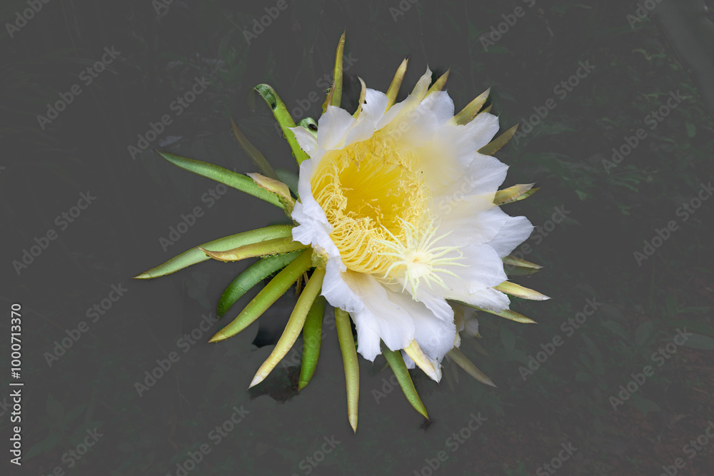 Beautiful bright blooming white pitahaya fruit flowers with yellow ...