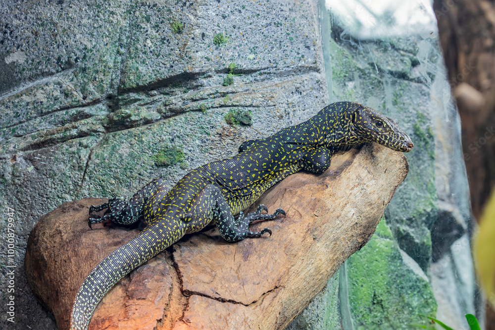 The blue-tailed monitor (Varanus doreanus) is a monitor lizard of the ...